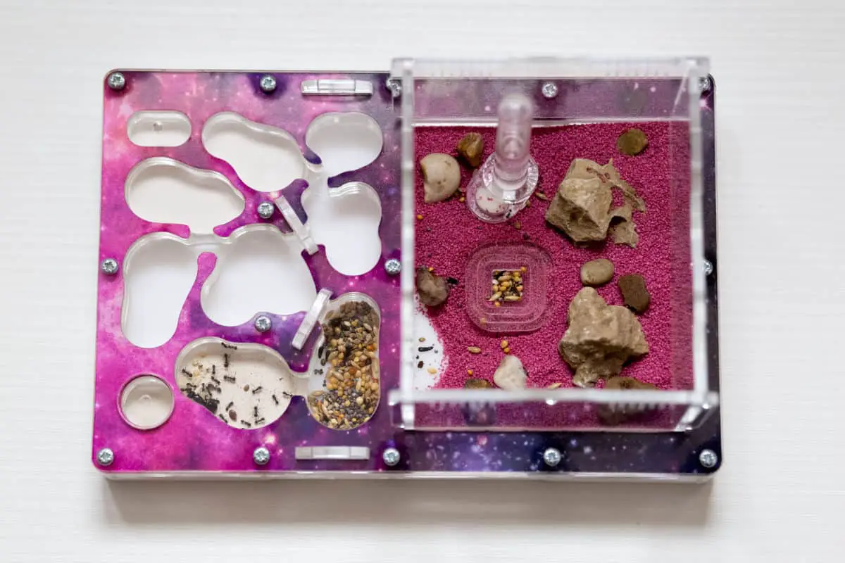 Ant Keeping: Ultimate Guide for Beginners