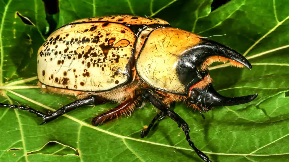 The Beginner’s Guide to Eastern Hercules Beetles: Care, Breeding, and ...