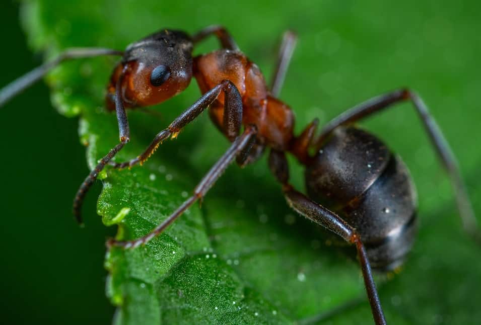 9 Ants Species to Keep for Beginners