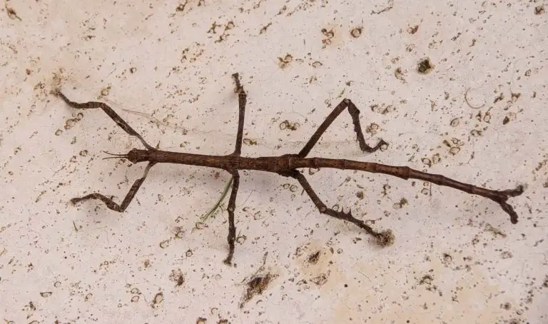 Stick Insects 101: Your Ultimate Beginner’s Care Guide