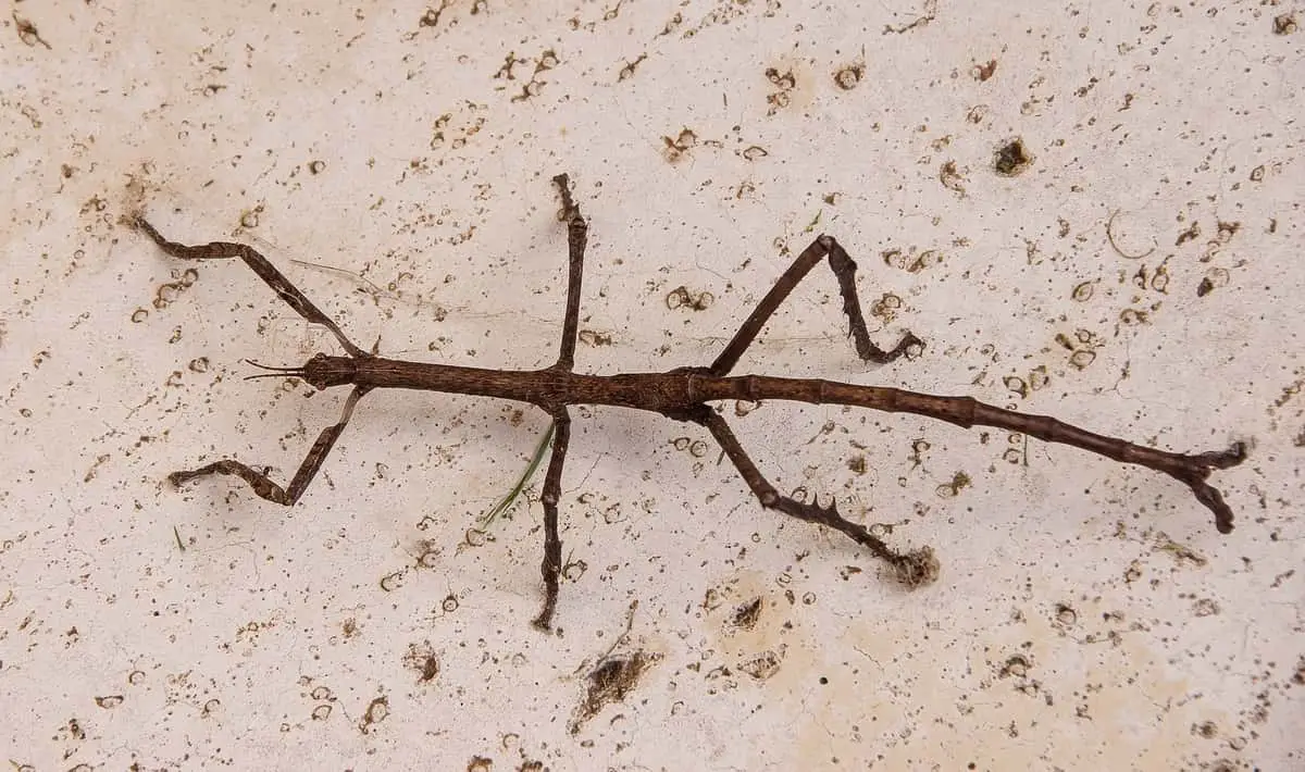 Stick Insects 101: Your Ultimate Beginner’s Care Guide