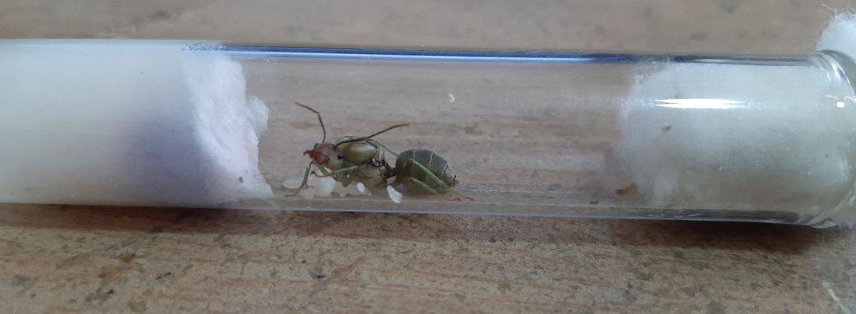 The Secret to Feeding Your Ant Colony: A Beginner’s Guide