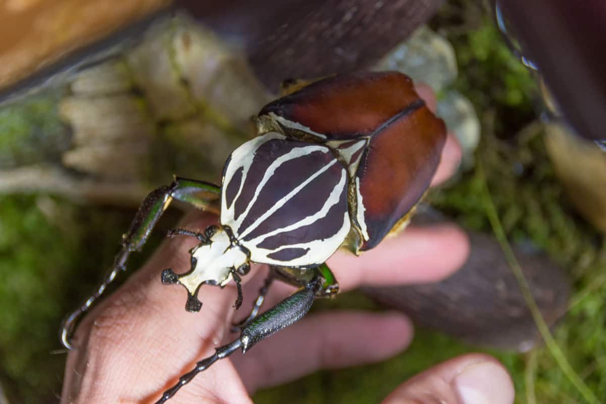 The Ultimate Beginner’s Guide to Keeping Goliath Beetles: From Grubs to ...