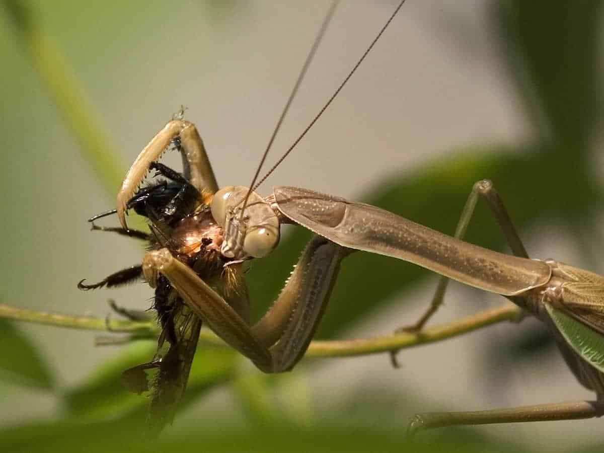 Feeder Insects for Mantis: Choices, Consideration, and Rearing