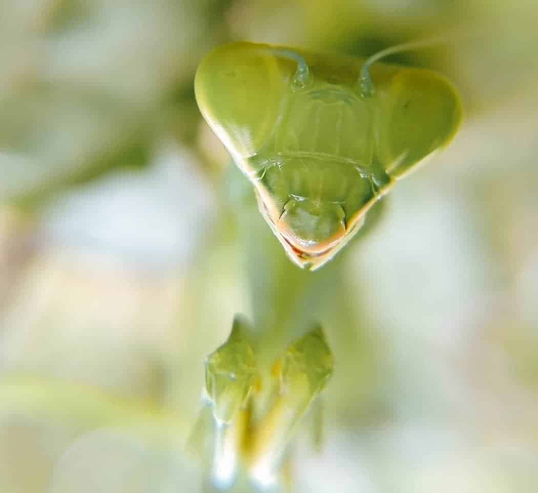Beginners Guide on Keeping Praying Mantis as Pets