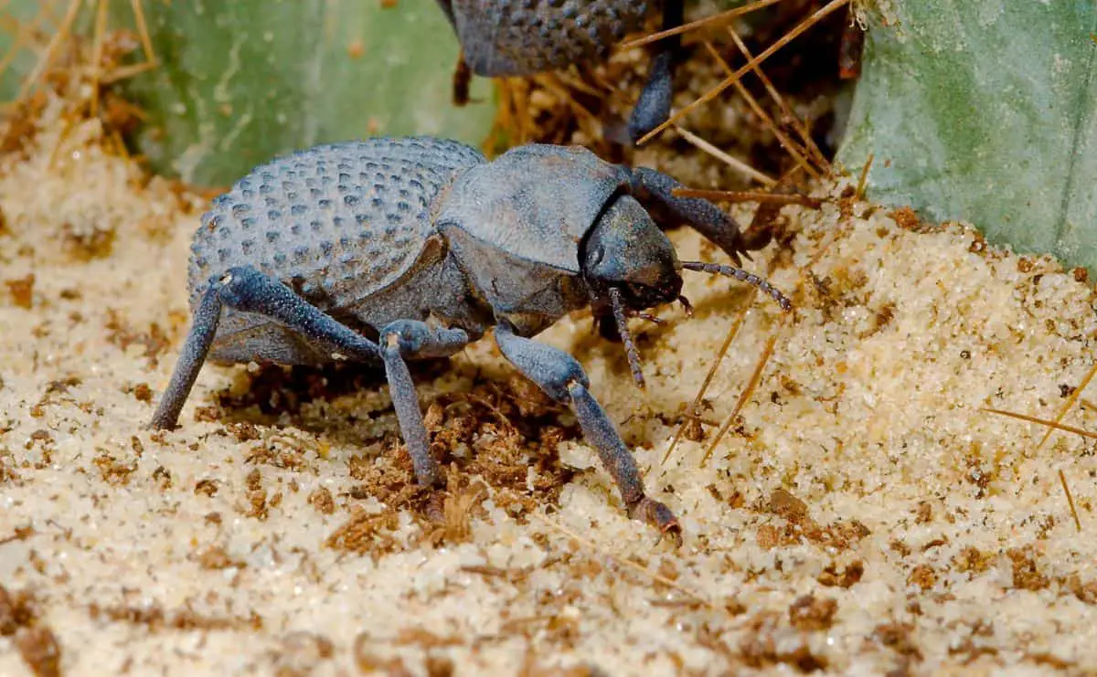 Blue Death Feigning Beetles: The Ultimate Beginner’s Guide to an ...