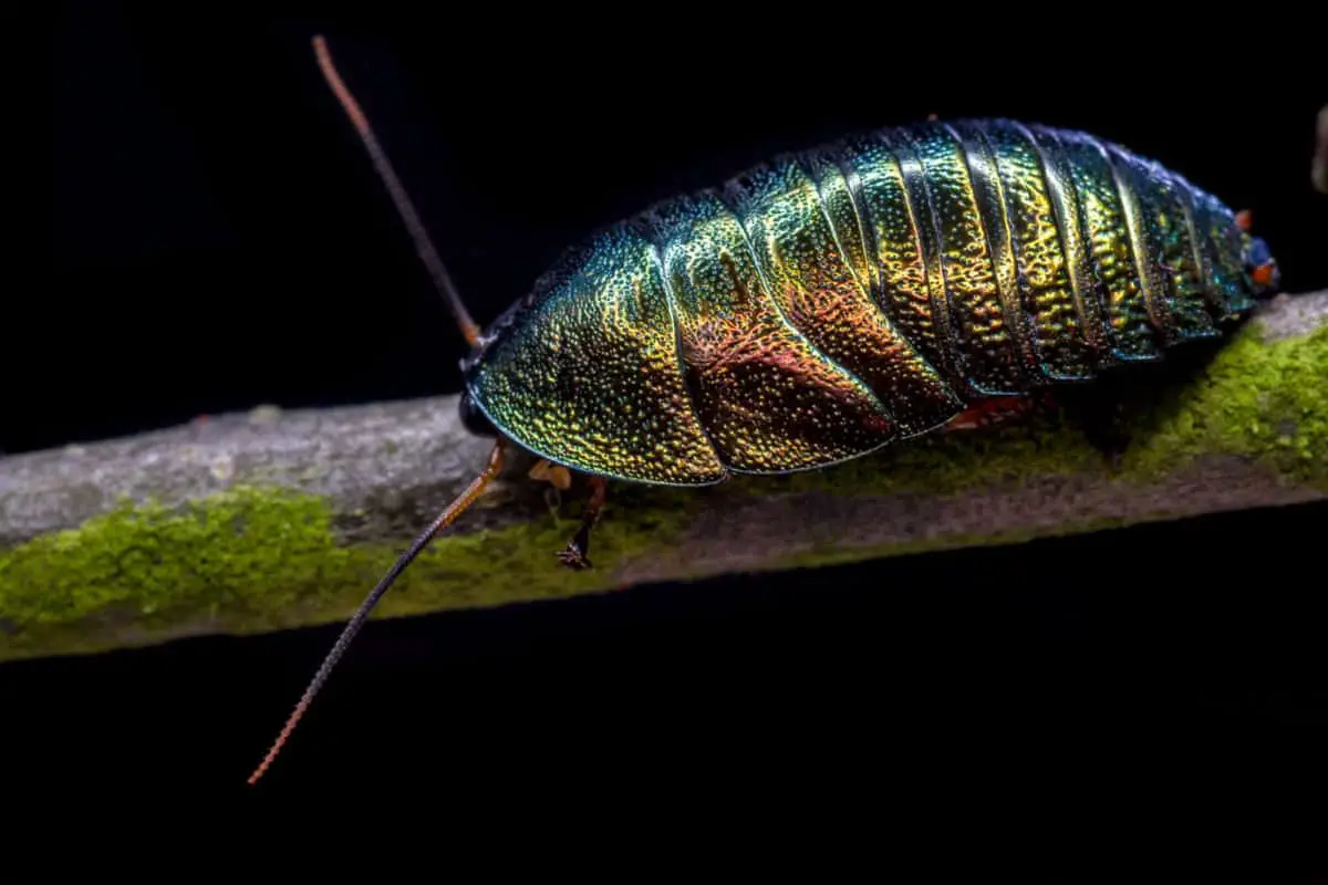 7 Best Pet Insects for Children and Beginners