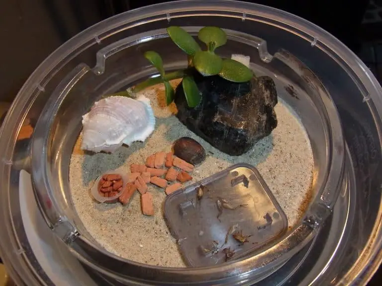 Ant Keeping: Ultimate Guide for Beginners