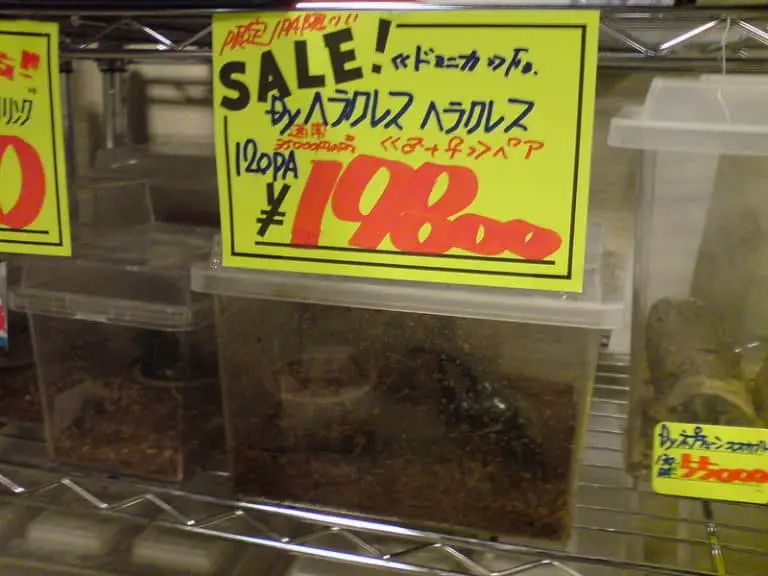 How to Choose the Right Insect to Keep as Pet?