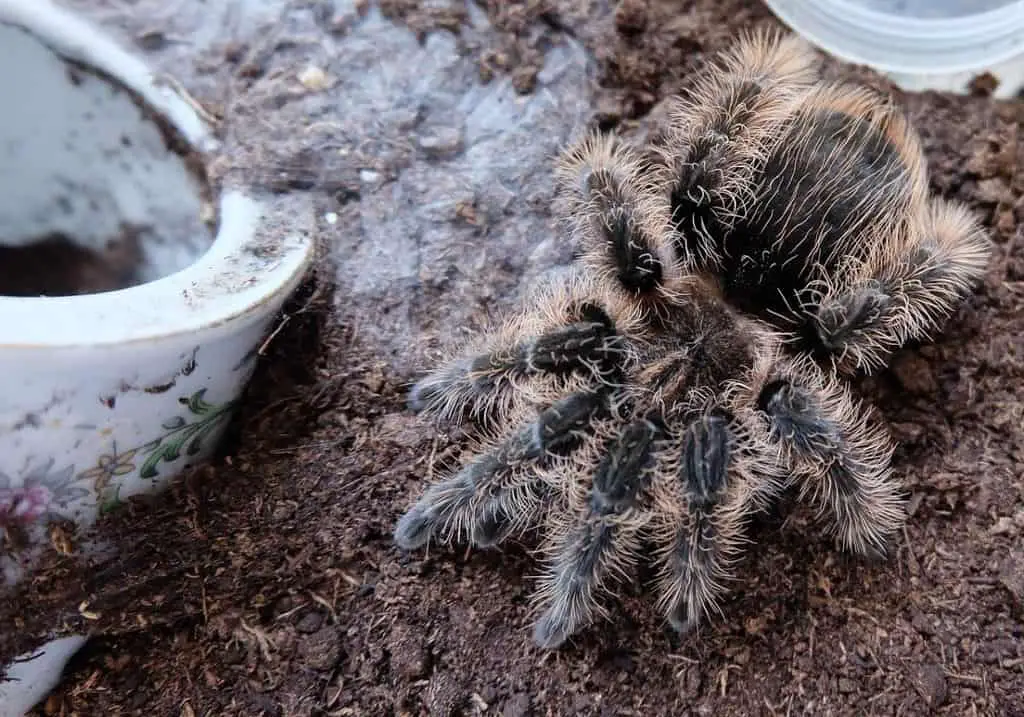 Ultimate Guide to Tarantula Care: Housing, Feeding, and Molting