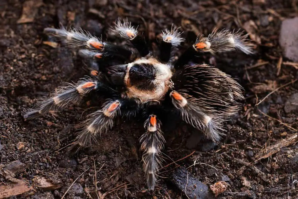 Ultimate Guide to Tarantula Care: Housing, Feeding, and Molting