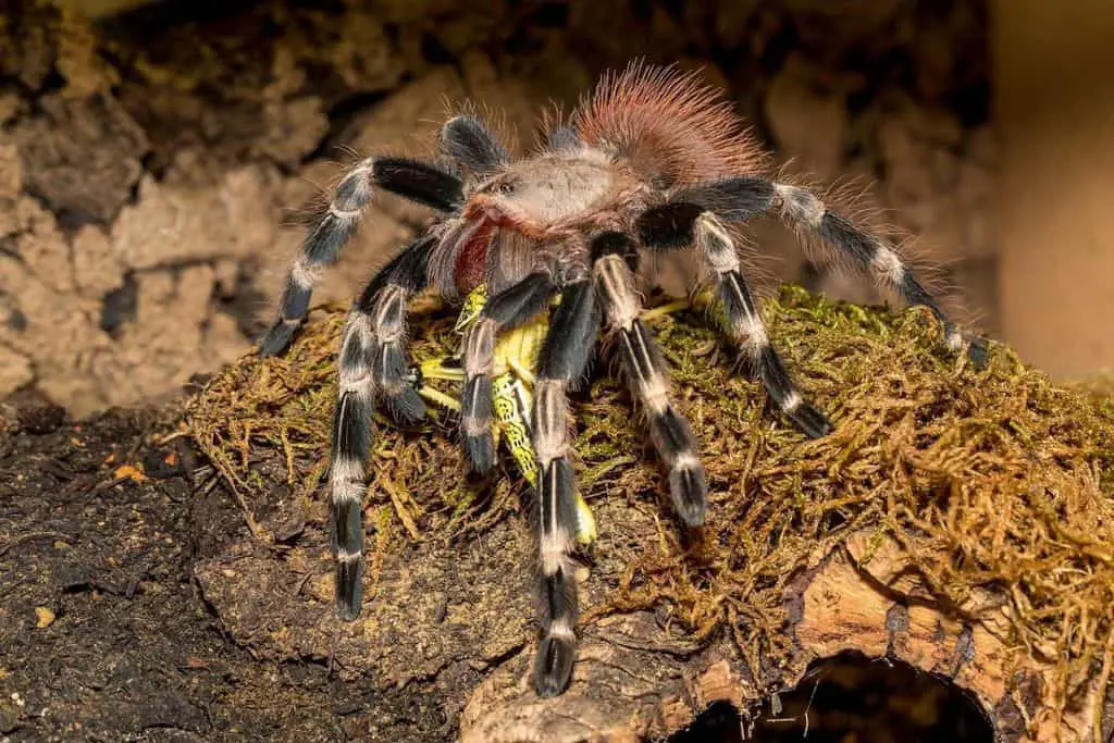 Ultimate Guide to Tarantula Care: Housing, Feeding, and Molting