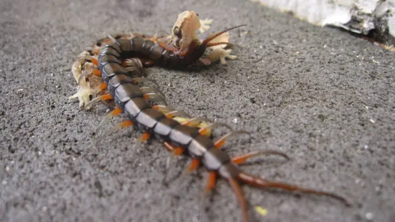 A Beginners Guide to Keeping Giant Centipedes