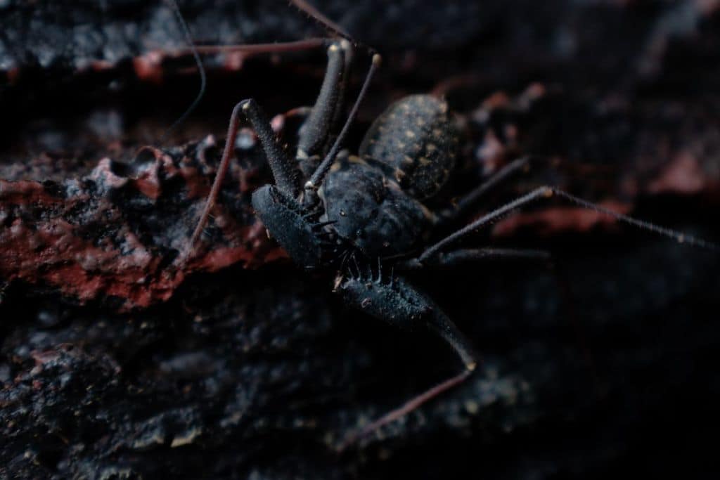 Whip Spiders Care Guide | Xtraordinary Pets