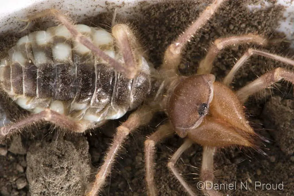 Camel Spider Care for Beginners | Xtraordinary Pets