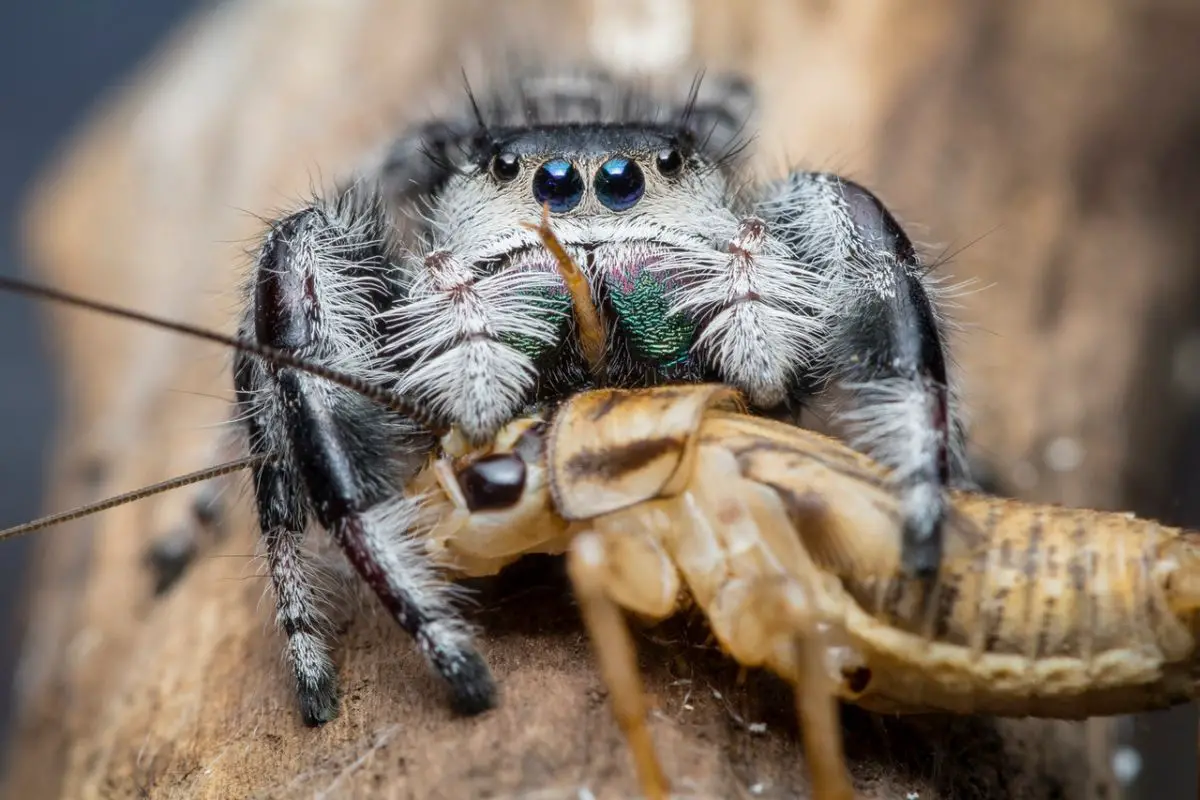 Jumping Spiders: Beginners Care Guide