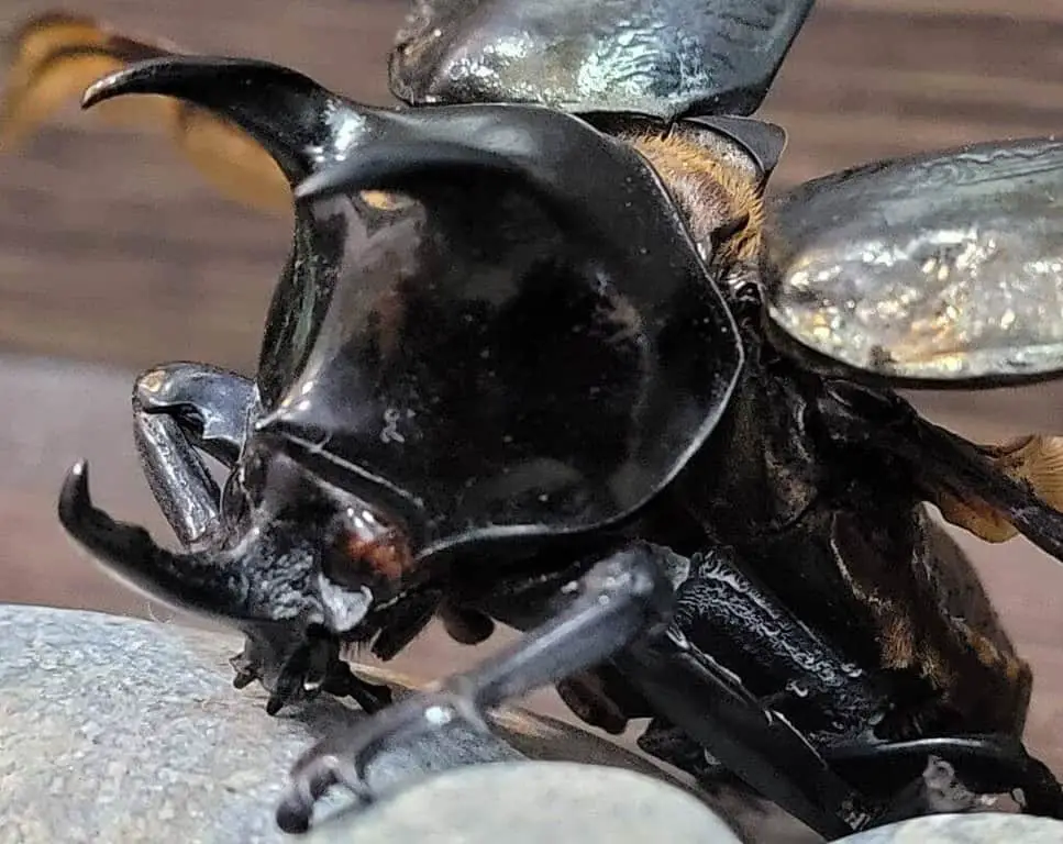 All You Need to Know about Gut Loading Feeder Insects