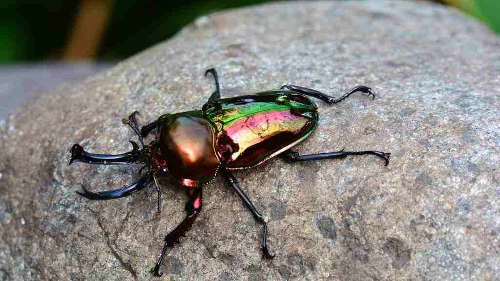 Rainbow Stag Beetle: Care Guide for Beginners