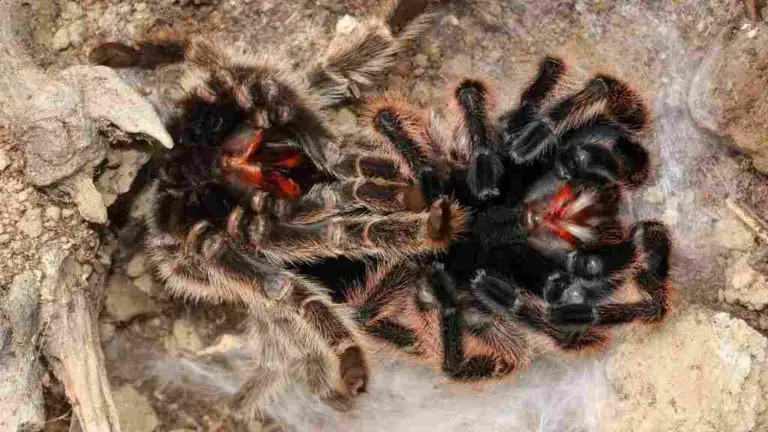 How to Care for Molting Tarantulas to Ensure Highest Survivorship