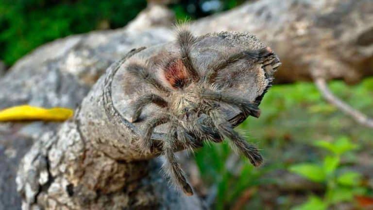 14 Best Tarantulas for Beginners