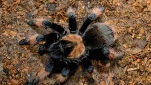14 Best Tarantulas for Beginners