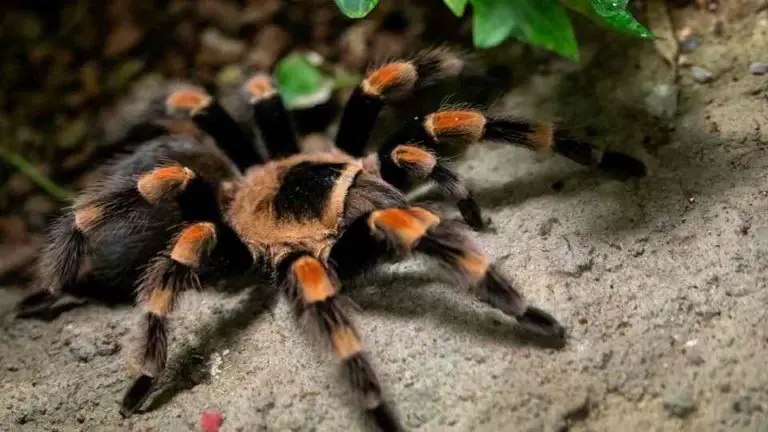 14 Best Tarantulas for Beginners