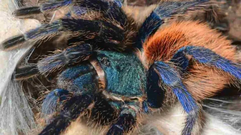 14 Best Tarantulas for Beginners