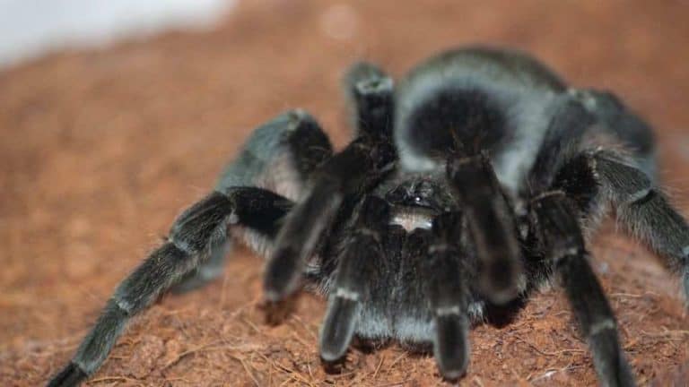 14 Best Tarantulas for Beginners