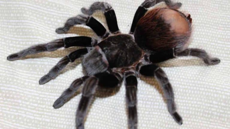 14 Best Tarantulas for Beginners