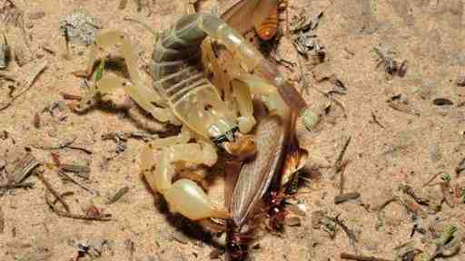8 Reasons Why Your Scorpion is Not Eating and How to Deal with It