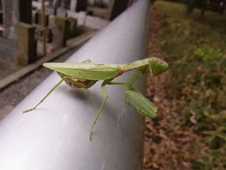 10 Best Mantis Species for Beginners