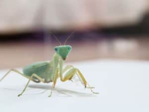 10 Best Mantis Species for Beginners