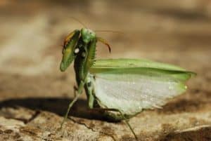 10 Best Mantis Species for Beginners