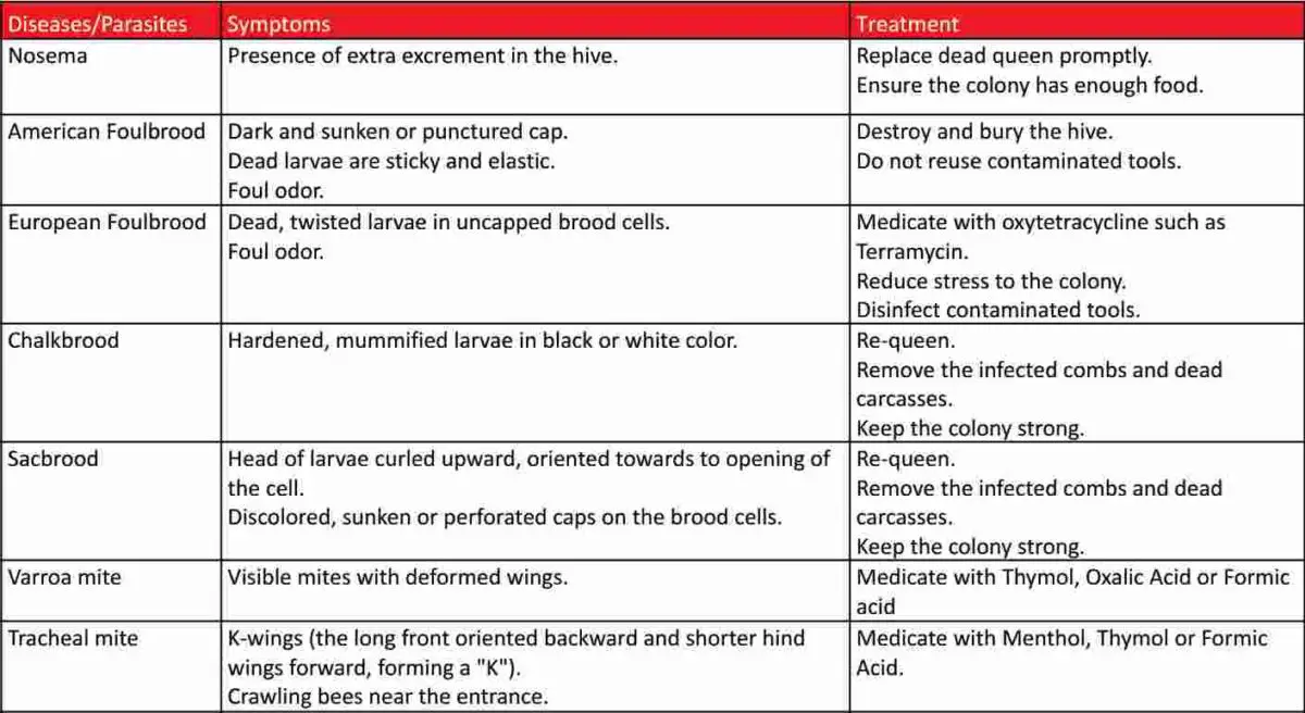Bee Diseases - How Backyard Beekeepers Treat and Prevent Them