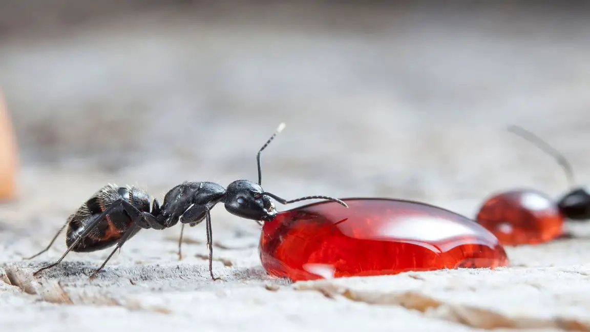 The Secret to Feeding Your Ant Colony: A Beginner’s Guide