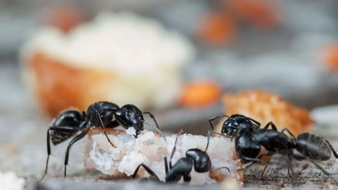 Ant Keeping: Ultimate Guide for Beginners