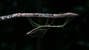 Stick Insects 101: Your Ultimate Beginner’s Care Guide