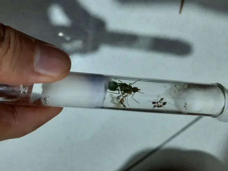 Ant Keeping: Ultimate Guide for Beginners