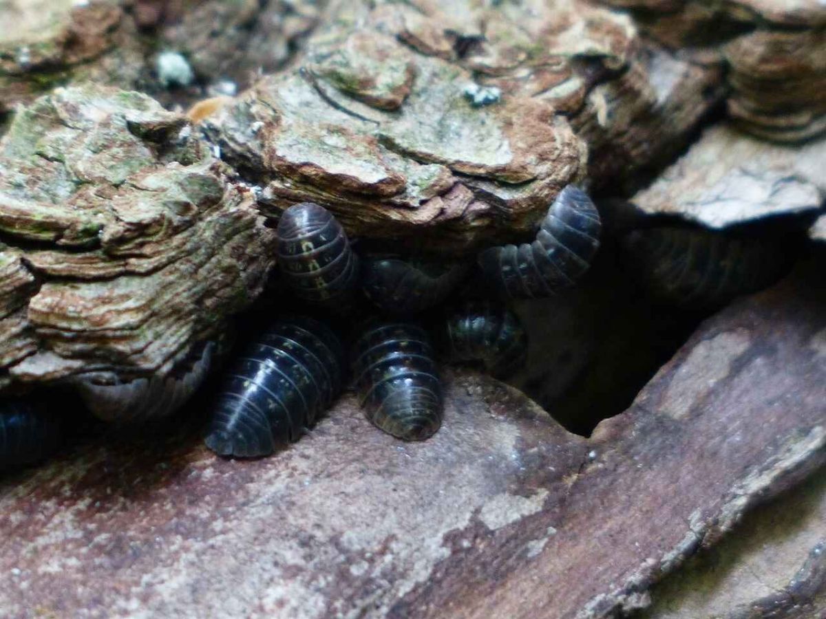 Keeping Isopods - A Care Guide for Beginners