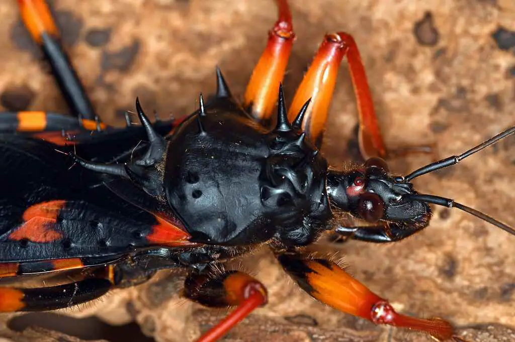 A Guide to Keeping Horrid King Assassin Bugs for Dummy